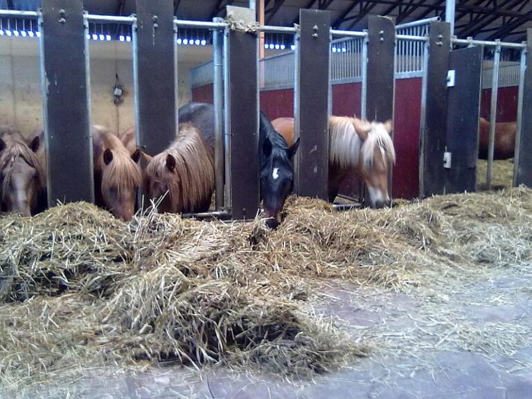 Pihattokasvatus - Kylämäen Hevostila